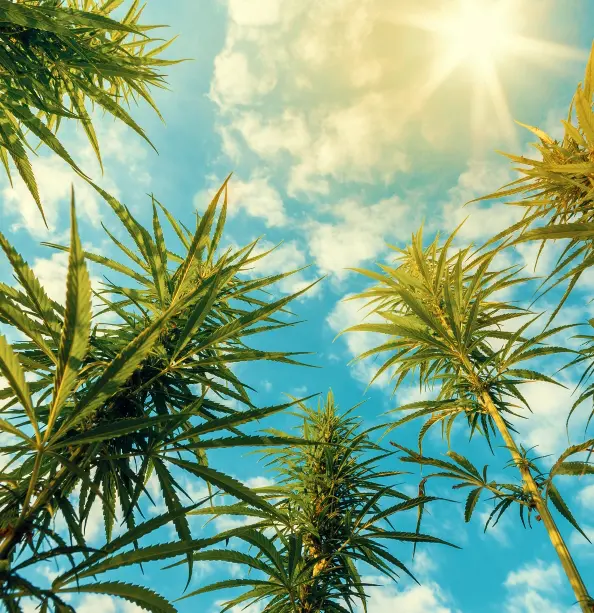 Buy The Loud Plug Cannabis | Premium Pre-Rolls & Flower